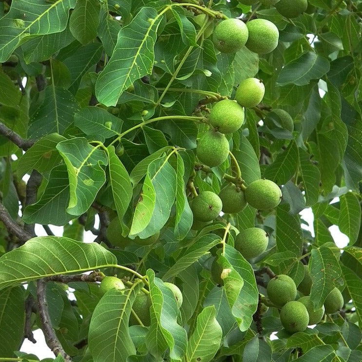 Juglans regia 'Carpathian' WALNUT HARDY CARPATHIAN ENGLISH – Ferri Seeds