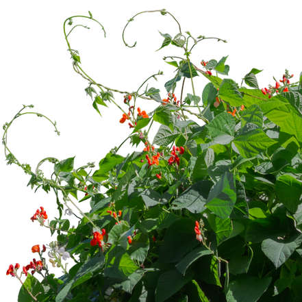 SCARLET RUNNER, POLE BEAN Phaseolus coccineus – Ferri Seeds