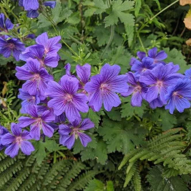 Geranium PERENNIAL GERANIUM MIX – Ferri Seeds