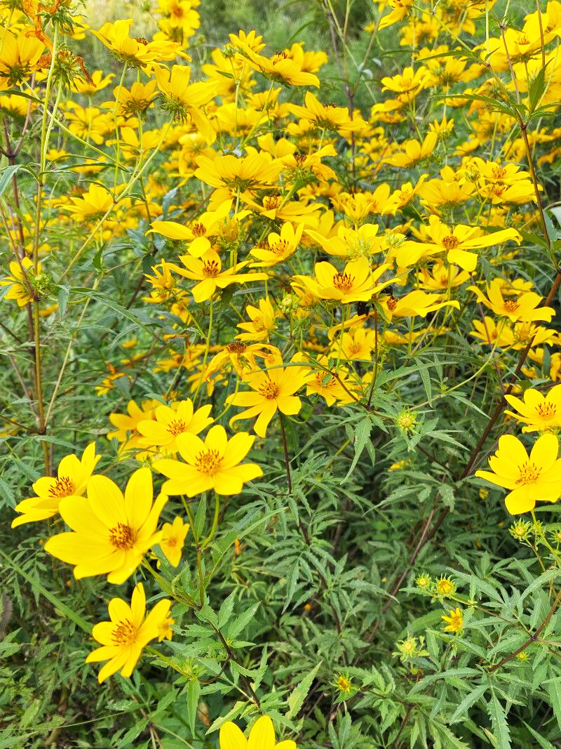 Bidens aristosa SWAMP MARIGOLD, BEGGAR'S TICKS, TICKSEED – Ferri Seeds