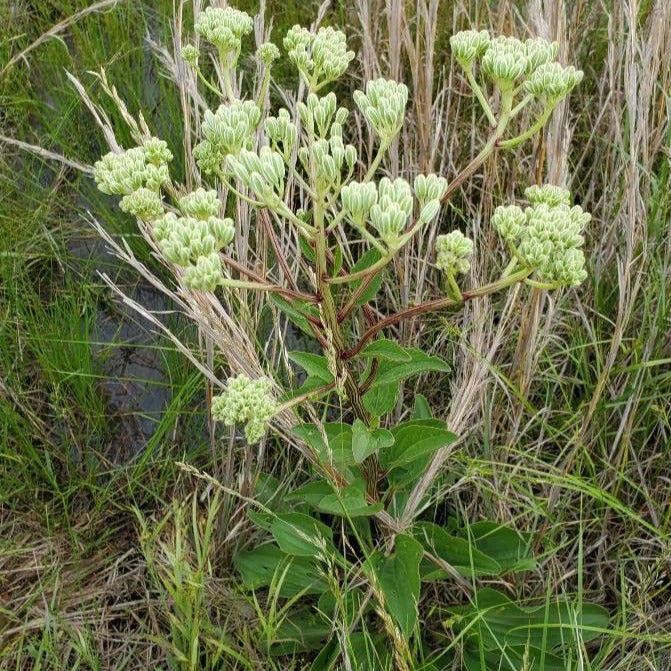 Arnoglossum plantagineum, Cacalia plantaginea PRAIRIE INDIAN PLANTAIN ...