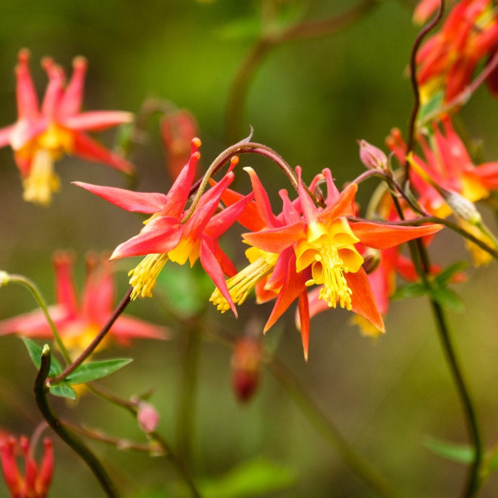 Aquilegia formosa WESTERN CRIMSON RED COLUMBINE – Ferri Seeds