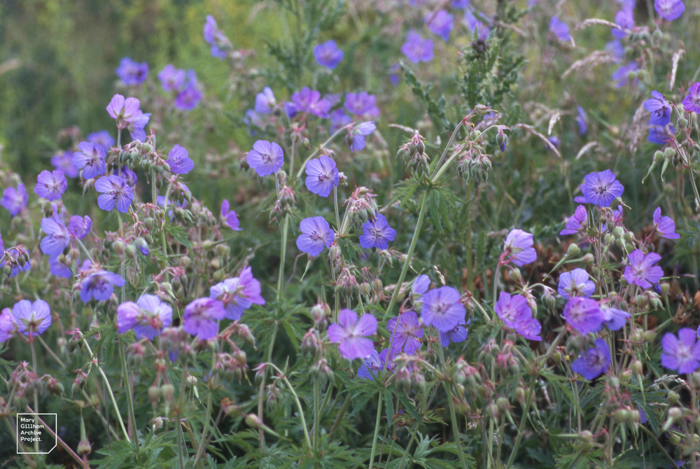 Geranium pratense PERENNIAL GERANIUM – Ferri Seeds