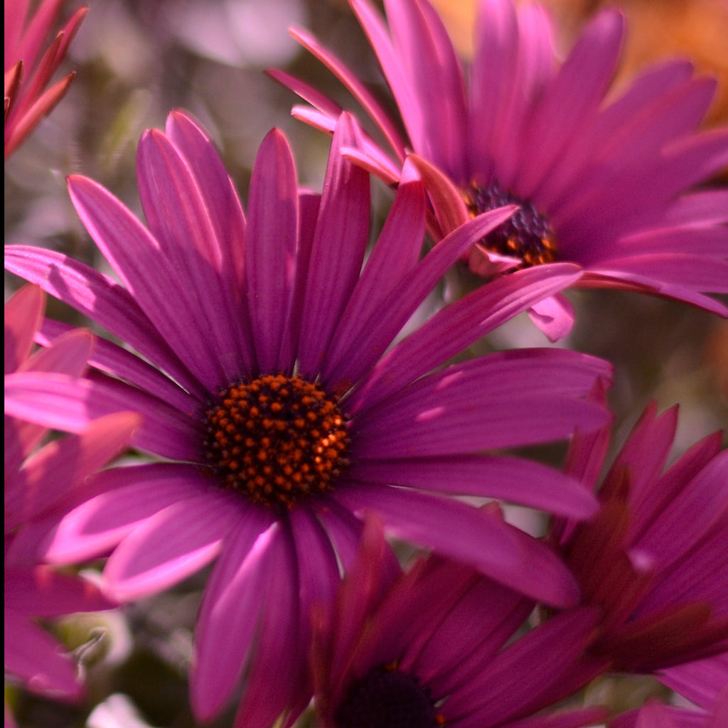 Osteospermum ecklonis AFRICAN DAISY PURPLE – Ferri Seeds