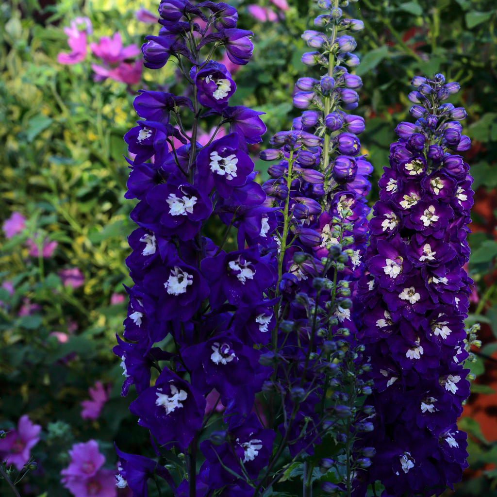 Delphinium elatum DELPHINIUM 'KING ARTHUR' – Ferri Seeds