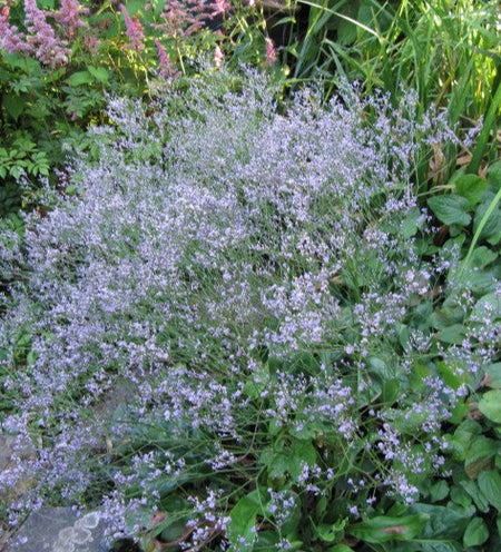 Limonium tataricum goniolimon GERMAN STATICE – Ferri Seeds