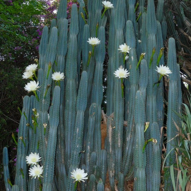 Trichocereus peruvianus huancabamba PERUVIAN TORCH CACTUS, HUANCABAMBA ...