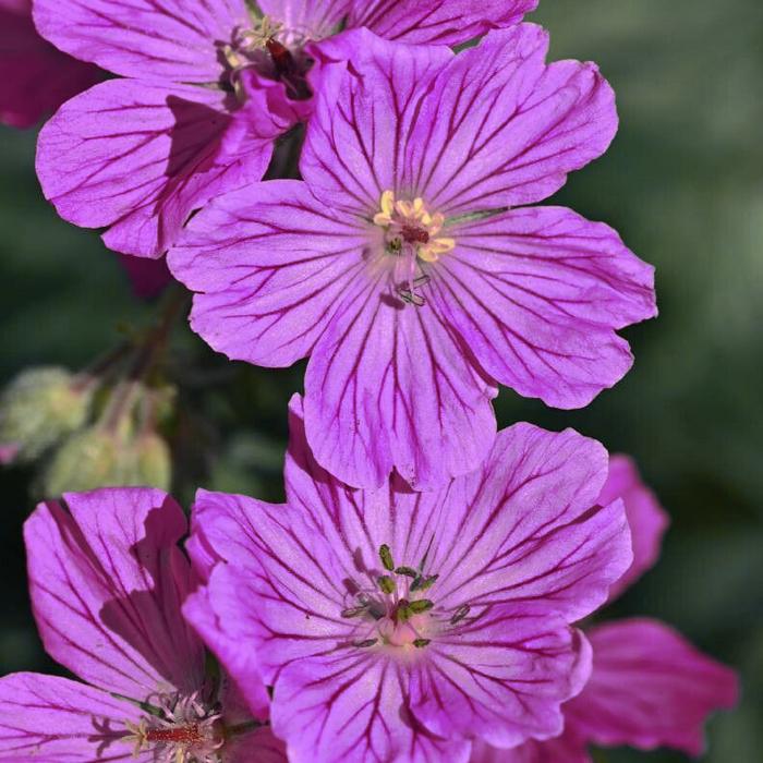 Geranium PERENNIAL GERANIUM 'SILVER CLOAK', SILVER-GREY FOLIAGE – Ferri ...