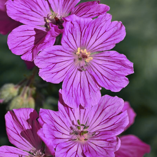 Geranium PERENNIAL GERANIUM 'SILVER CLOAK', SILVER-GREY FOLIAGE – Ferri ...
