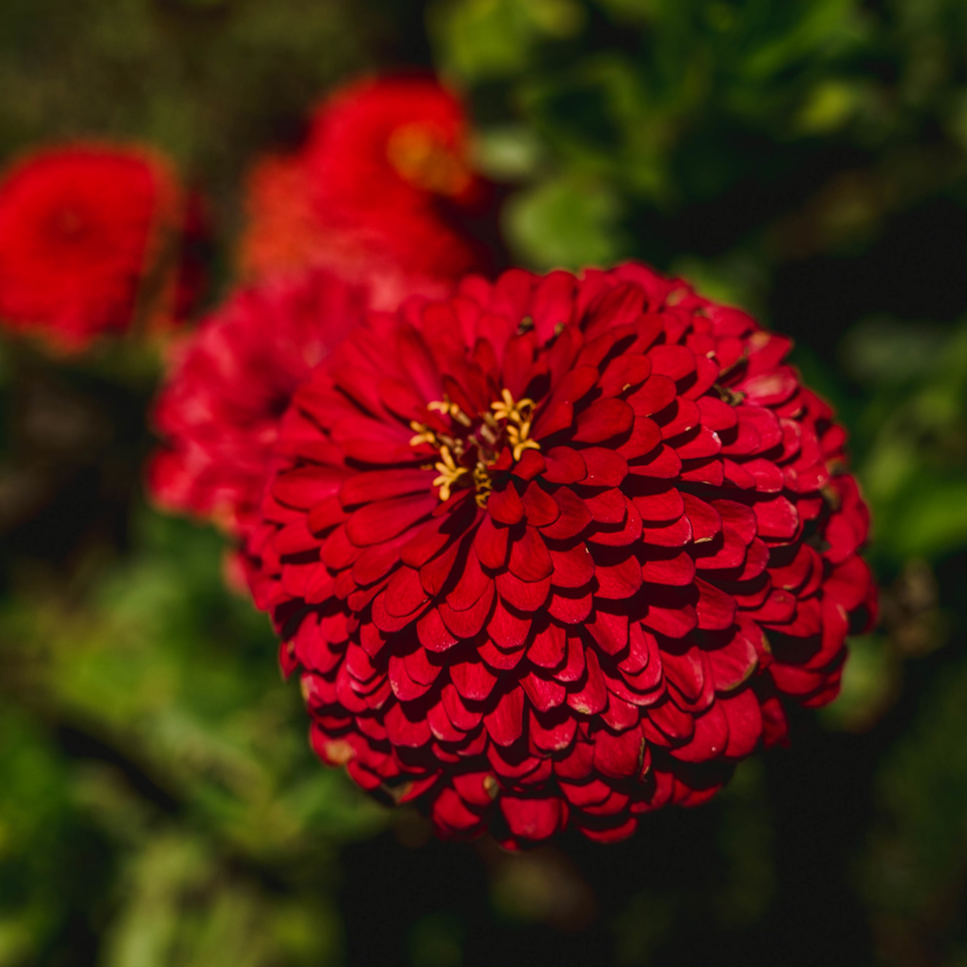 GIANT DEEP RED ZINNIA Zinnia elegans – Ferri Seeds
