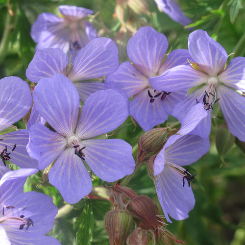 Geranium pratense PERENNIAL GERANIUM – Ferri Seeds