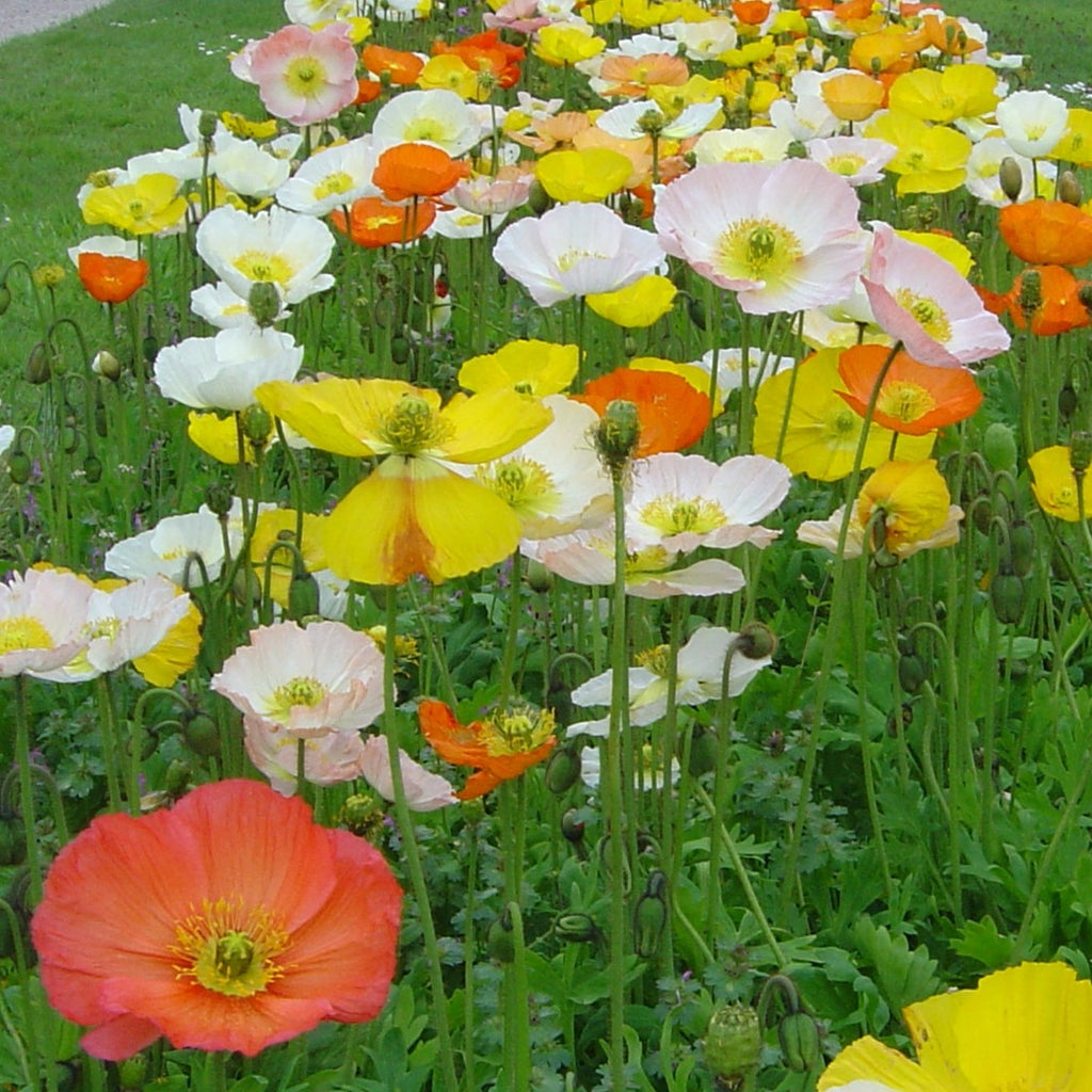 Papaver nudicaule ICELAND POPPY MIX CHAMPAGNE BUBBLES – Ferri Seeds