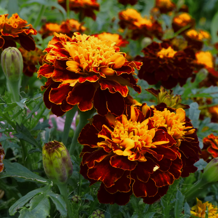 Tagetes patula MARIGOLD SUPER HERO SPRY – Ferri Seeds