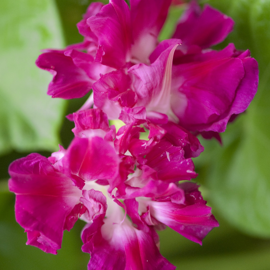 Ipomoea imperialis DOUBLE MORNING GLORY ROSY-RED – Ferri Seeds