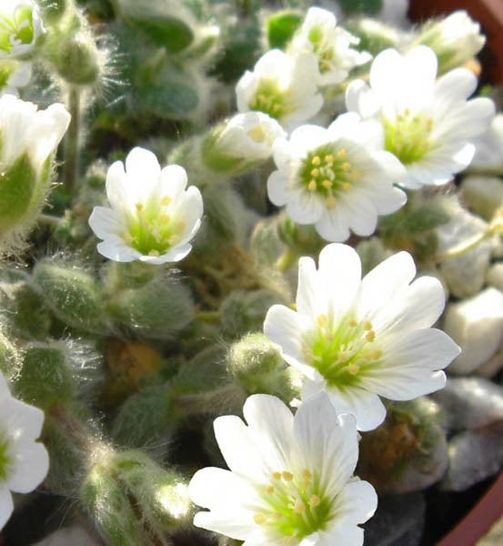 Cerastium alpinum var lanatum ALPINE MOUSE EAR, ALPINE CHICKWEED ...