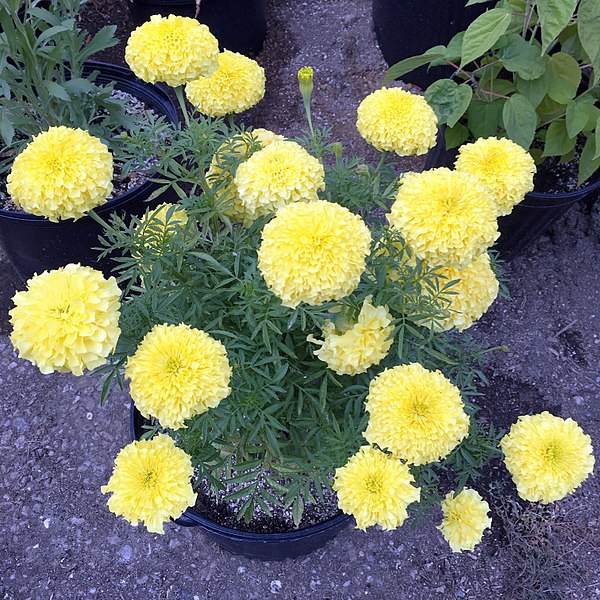 Tagetes erecta MARIGOLD 'INCA II' – Ferri Seeds