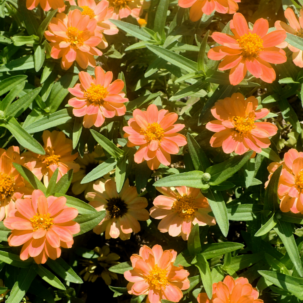 Zinnia hybrida ZINNIA 'PROFUSION APRICOT' – Ferri Seeds