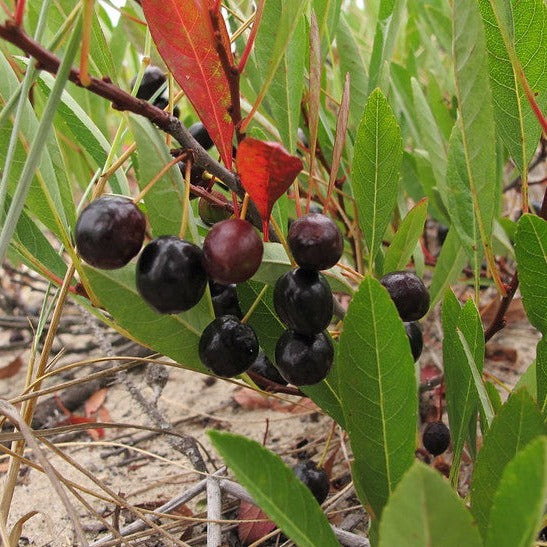 Prunus pumila SANDCHERRY – Ferri Seeds