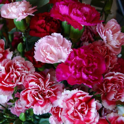 Dianthus caryophyllus MIX CARNATION 'GRENADIN' – Ferri Seeds