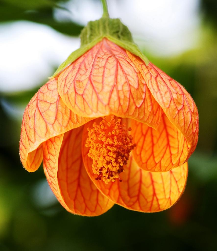 Abutilon striatum FLOWERING MAPLE, LARGE VEINED – Ferri Seeds