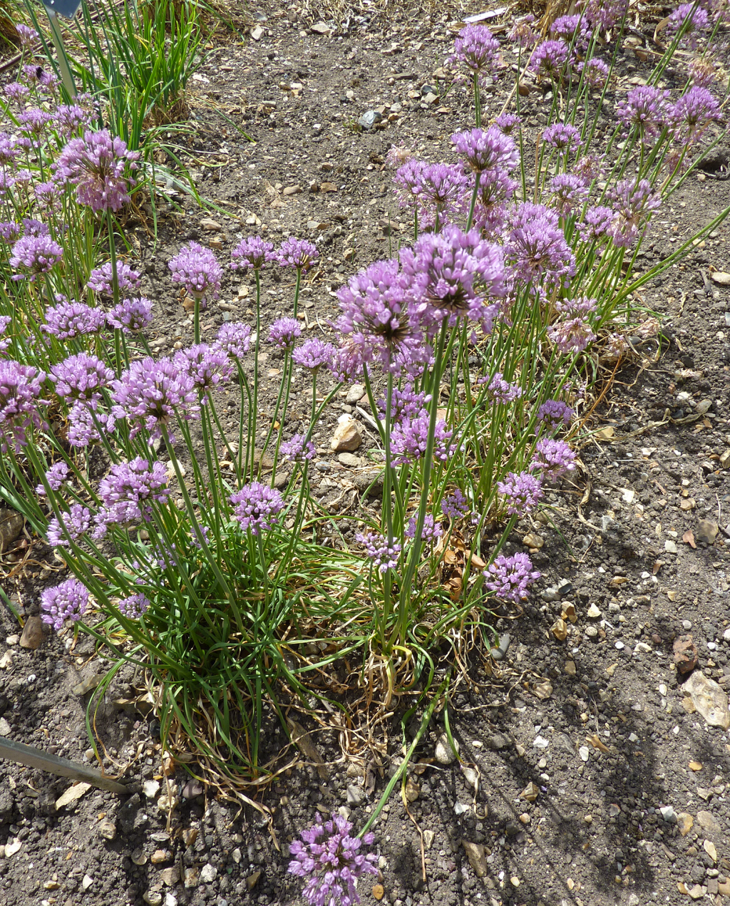 Allium angulosum MOUSE GARLIC – Ferri Seeds
