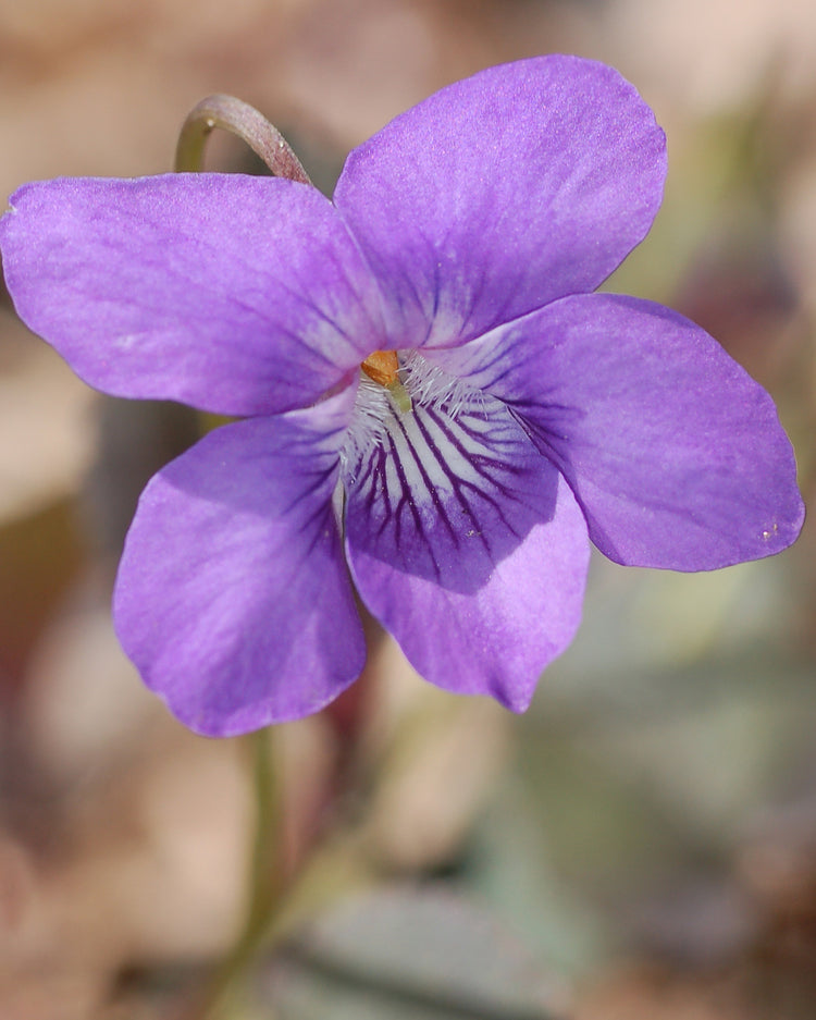 Native Plant Seeds – Page 4 – Ferri Seeds