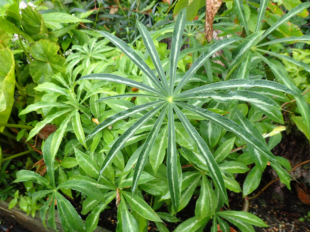 Arisaema consanguineum VARIEGATED JACK In THE PULPIT, COBRA LILY ...