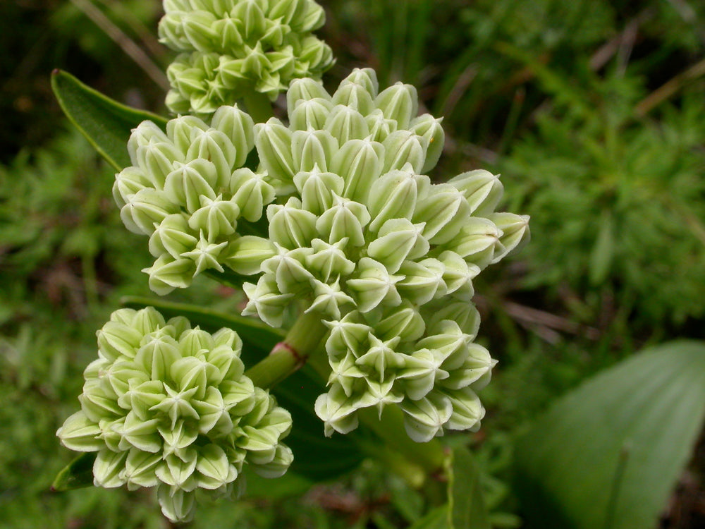 Arnoglossum plantagineum, Cacalia plantaginea PRAIRIE INDIAN PLANTAIN ...