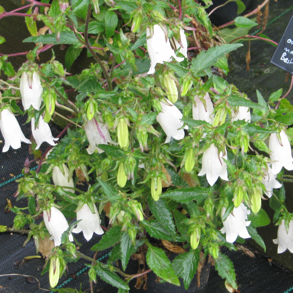 Campanula punctata nana alba BELLFLOWER, WHITE CHIMES – Ferri Seeds