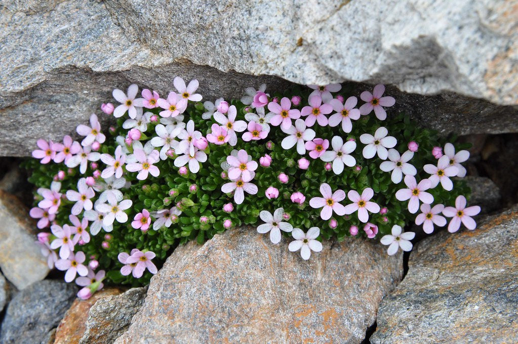 ALPINE ROCK JASMINE Androsace alpina – Ferri Seeds