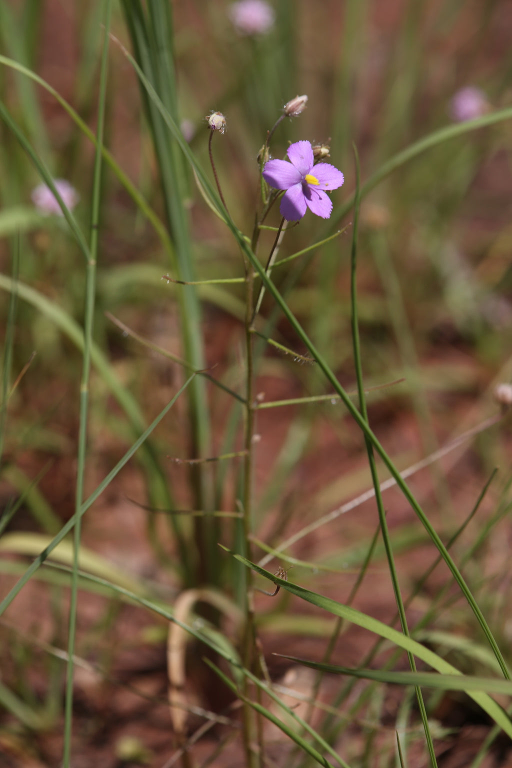 Byblis rorida RAINBOW PLANT – Ferri Seeds