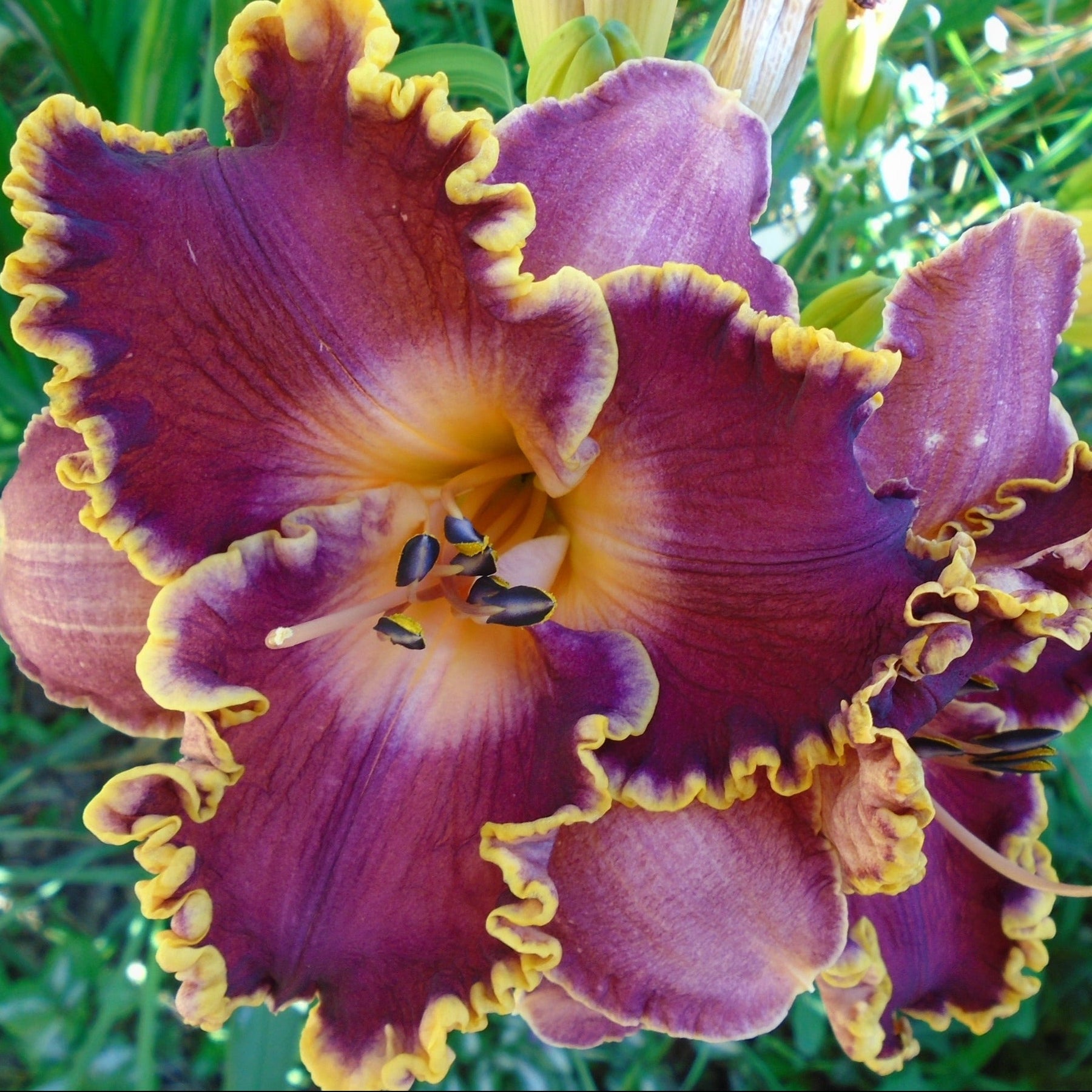 Special Offers – Ferri Seeds