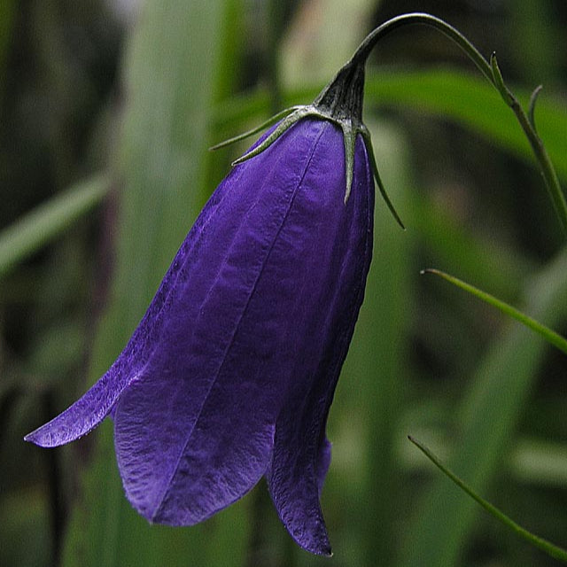 Campanula americana TALL BELLFLOWER – Ferri Seeds