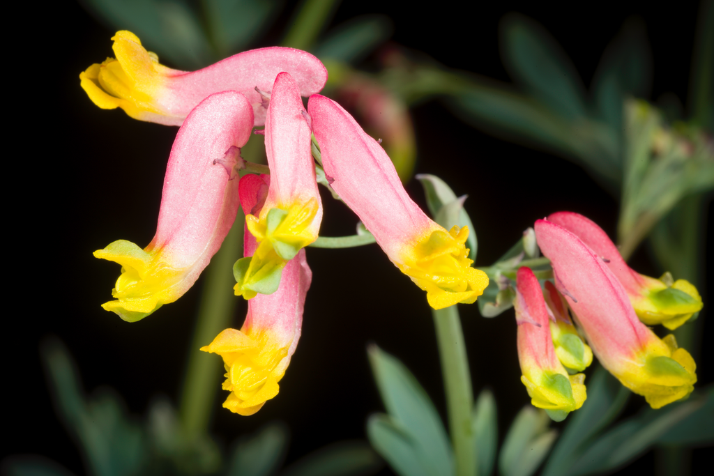 Corydalis sempervirens PALE CORYDALIS ROCK HARLEQUIN – Ferri Seeds