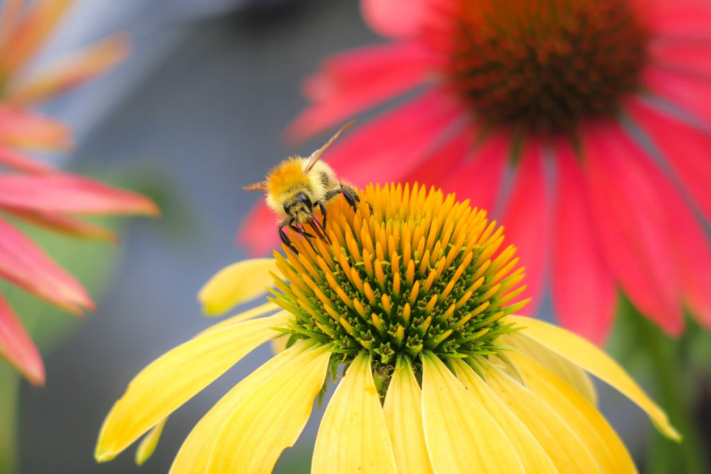 Echinacea paradiso DWARF CONEFLOWER MIX – Ferri Seeds