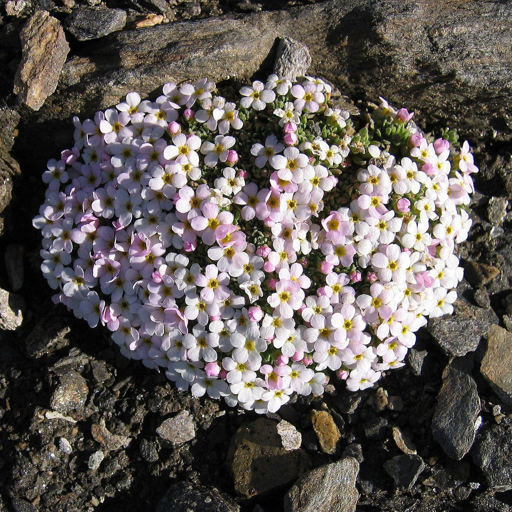 Androsace alpina ALPINE ROCK JASMINE – Ferri Seeds