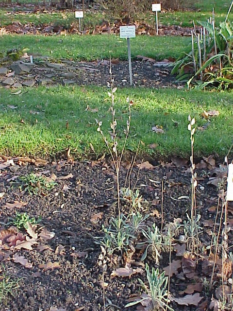 Fibigia clypeata ROMAN SHIELDS – Ferri Seeds