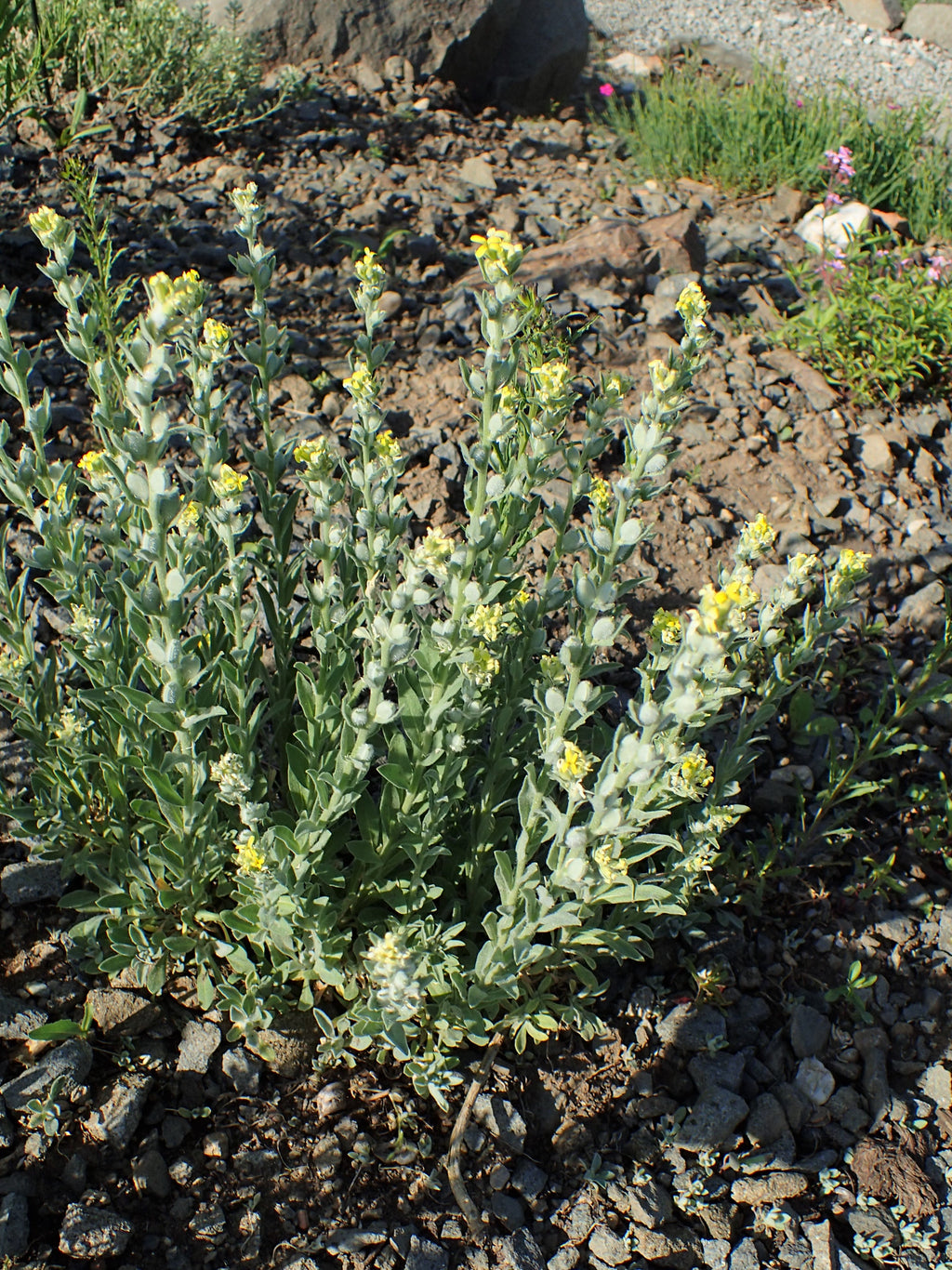 Fibigia clypeata ROMAN SHIELDS – Ferri Seeds