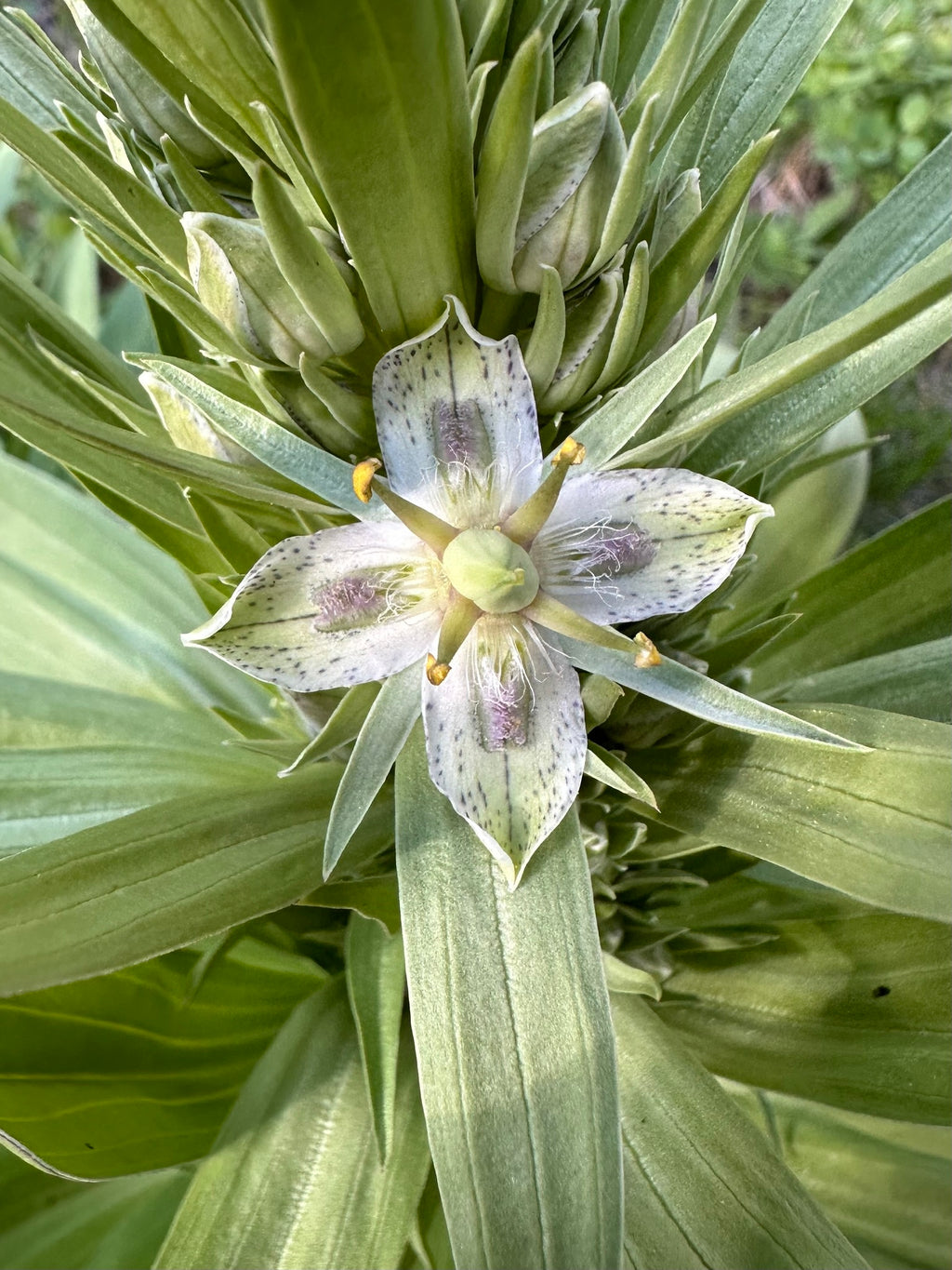 Frasera speciosa GREEN GENTIAN – Ferri Seeds