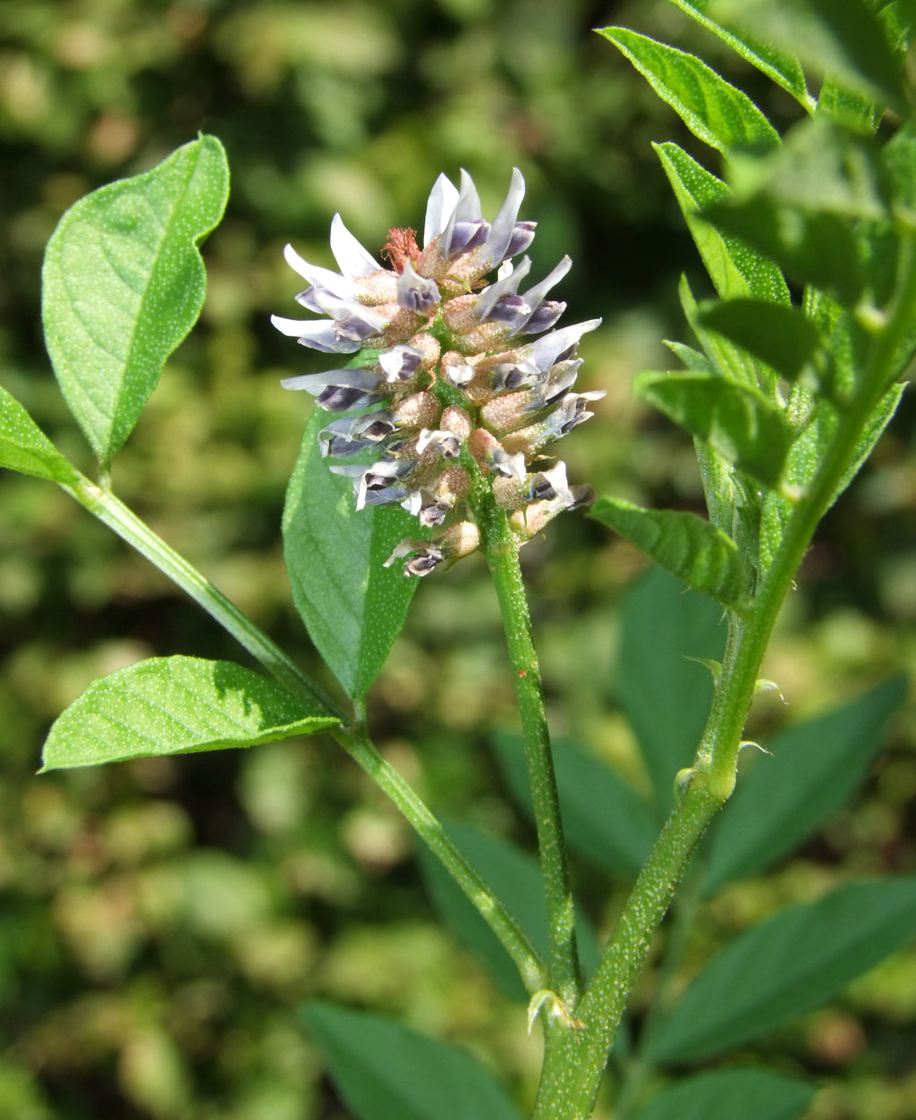 Glycyrrhiza glabra SPANISH LIQUORICE – Ferri Seeds