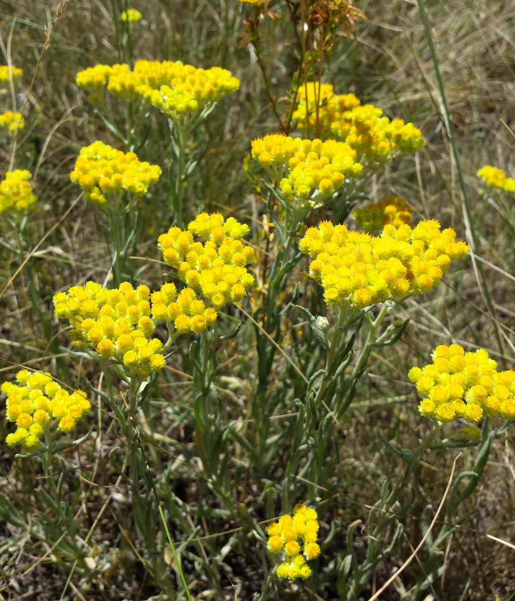 Helichrysum arenarium YELLOW EVERLASTING DAISY – Ferri Seeds