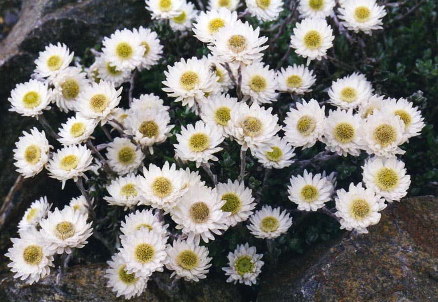 Helichrysum bellidioides, Anaphalioides NEW ZEALAND EVERLASTING DAISY ...