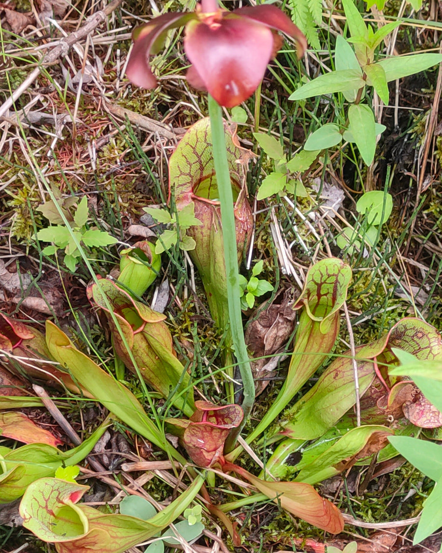 Native Plant Seeds – Ferri Seeds