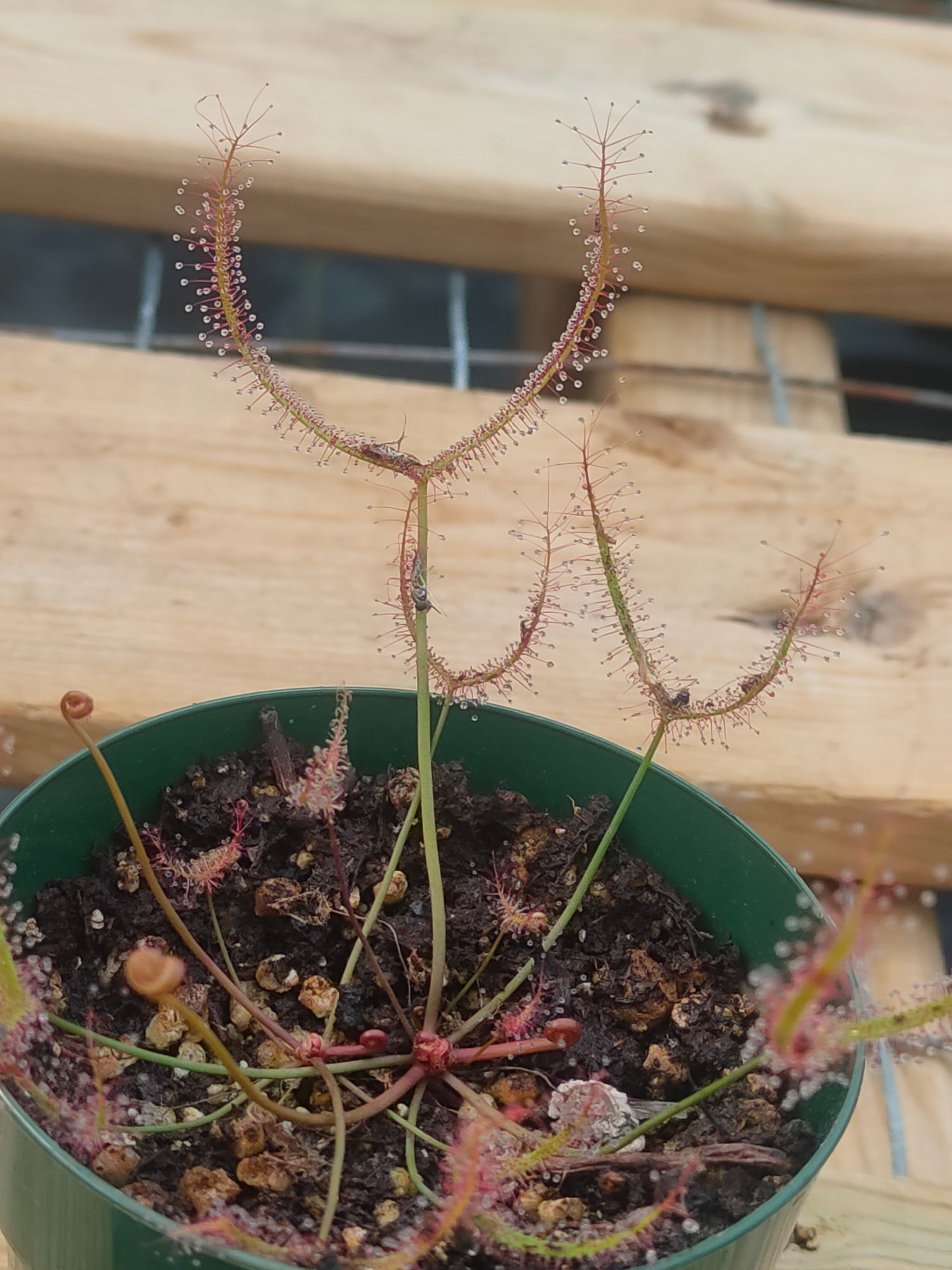 Drosera binata Sundew – Ferri Seeds