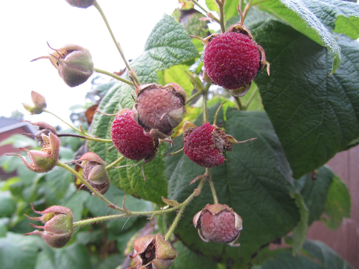 PURPLE FLOWERING RASPBERRY Rubus odoratus – Ferri Seeds
