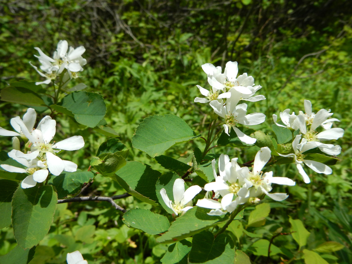 SASKATOON SERVICEBERRY Amelanchier alnifolia – Ferri Seeds