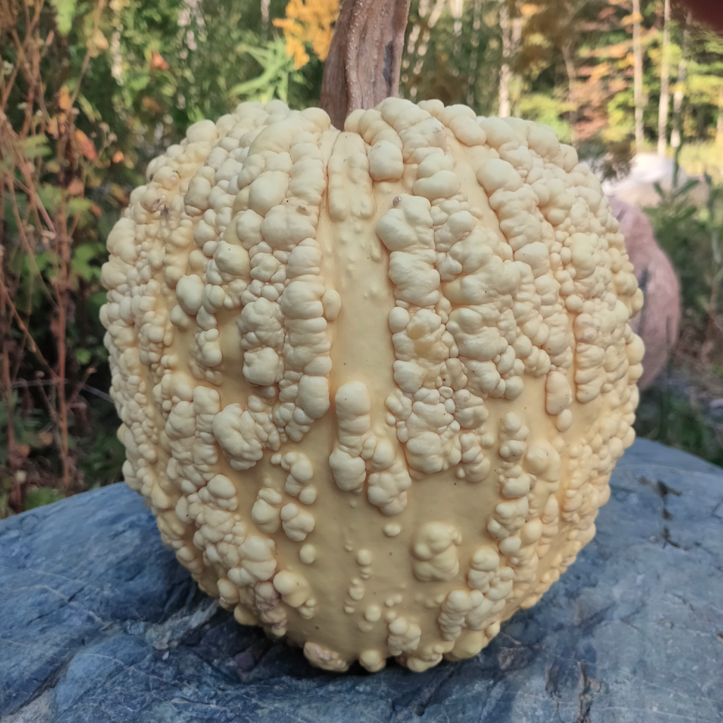 PUMPKIN WARTY BUMPY WHITE Cucurbita pepo – Ferri Seeds