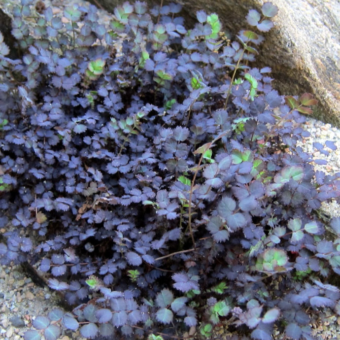 PURPLE SHEEP'S BURR, PURPLE GOOSE LEAF Acaena inermis purpurea – Ferri ...