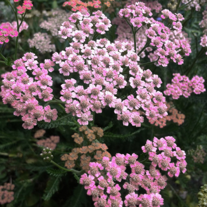 Achillea camtschatica SIBERIAN YARROW 'LOVE PARADE' – Ferri Seeds