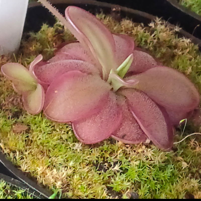 Carnivorous Plant Seeds – Ferri Seeds